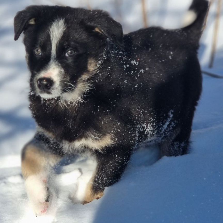 Щенок в добрые руки