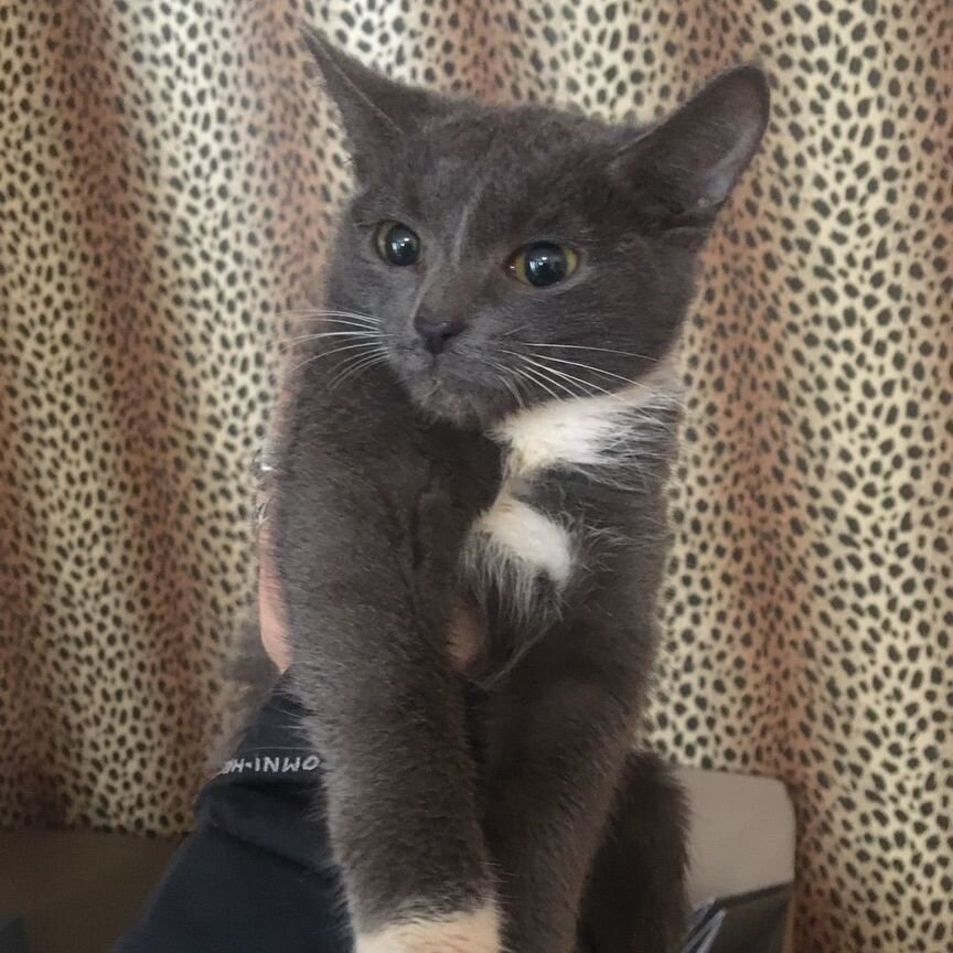 Русская голубая