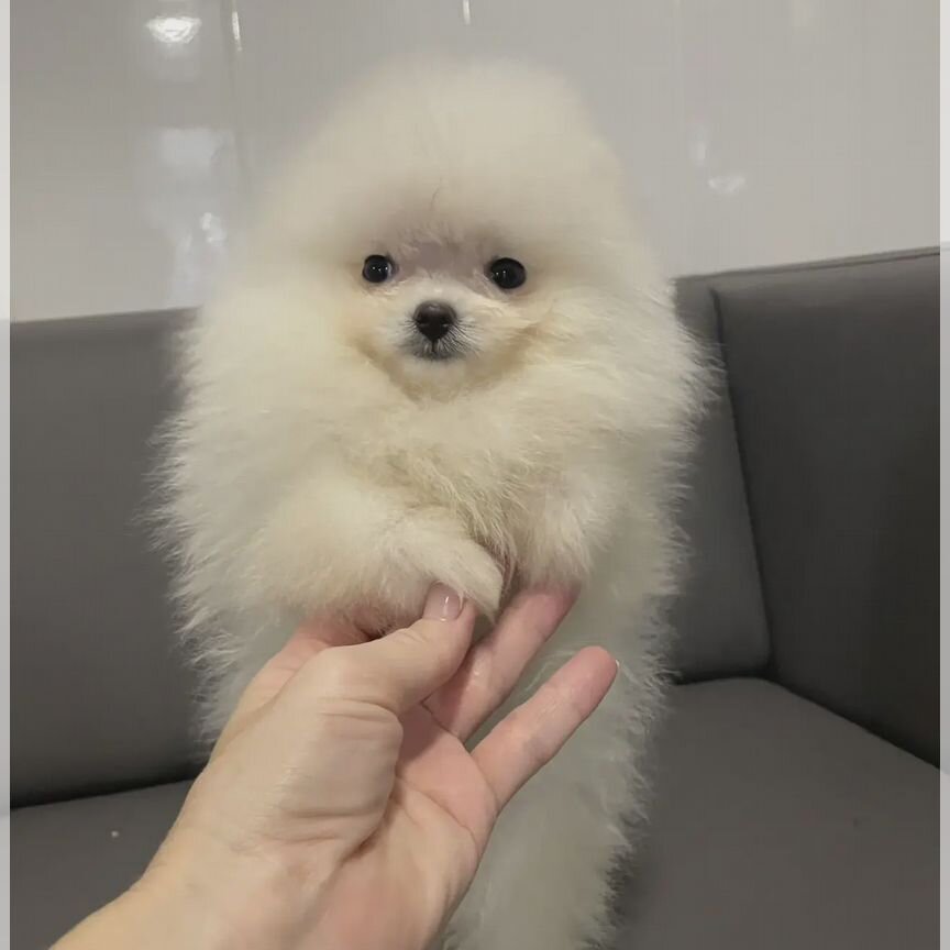 Померанский шпиц, щенок