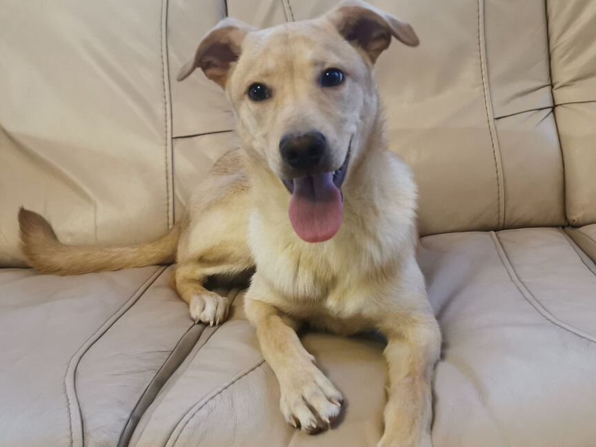 Собака щенок в добрые руки