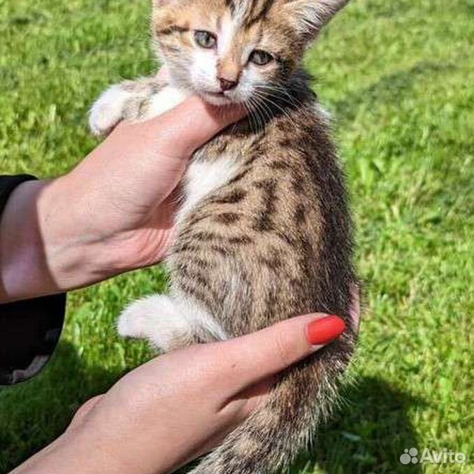 Очень красивый тигровый котенок