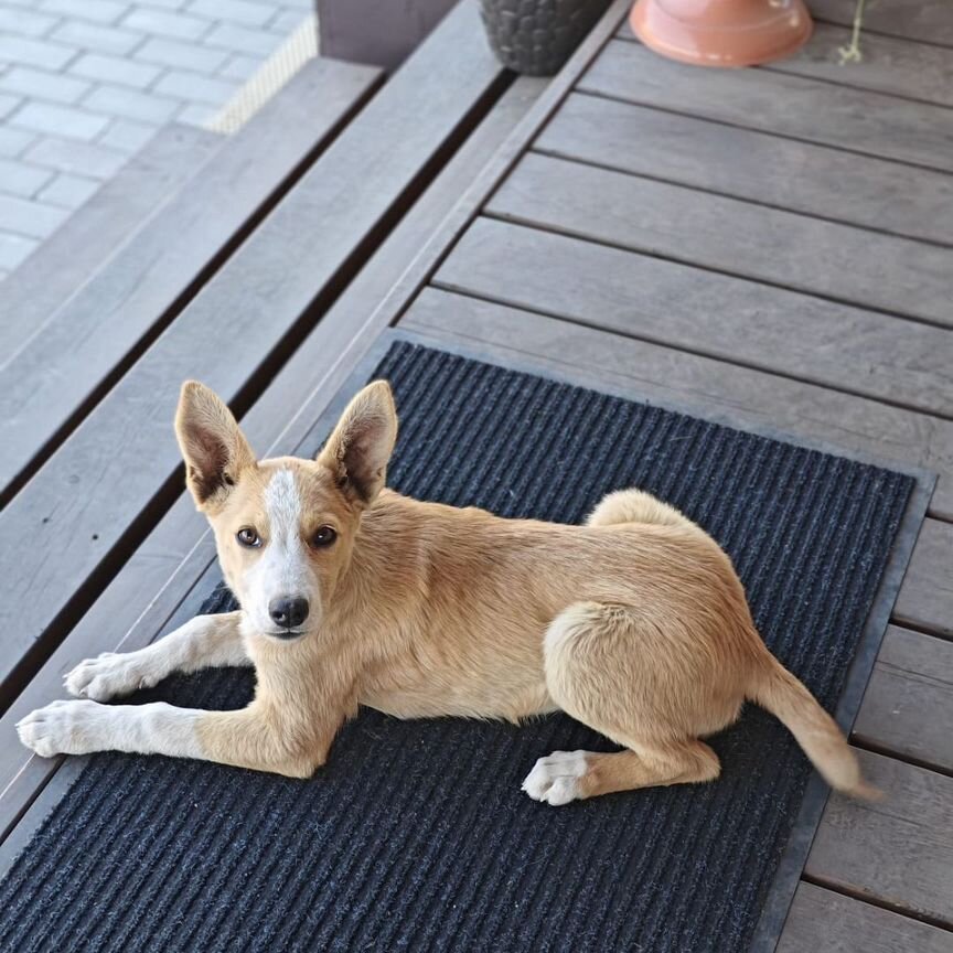 Собака в добрые руки