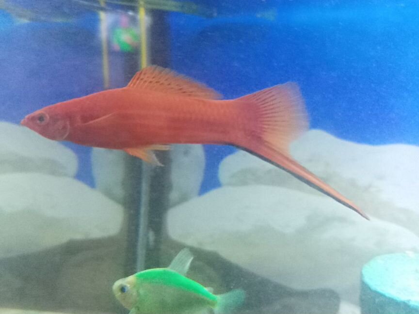 Отдам бесплатно рыбок лягушку растения