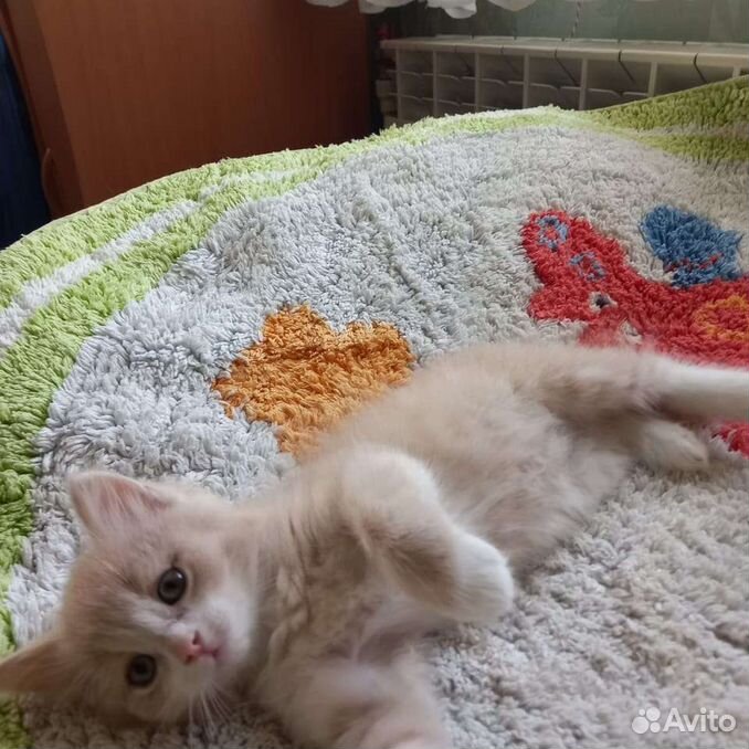 Двухмесячный котёнок ищет новый дом