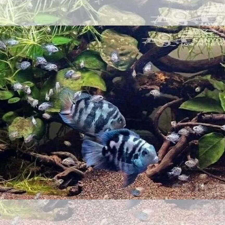 Аквариумные рыбки