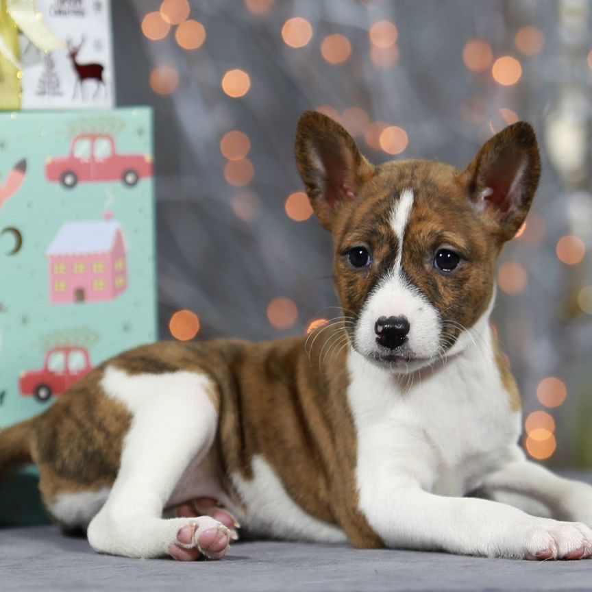 Басенджи, щенок