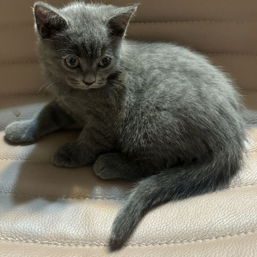 Шотландский прямоухий короткошёрстный котёнок