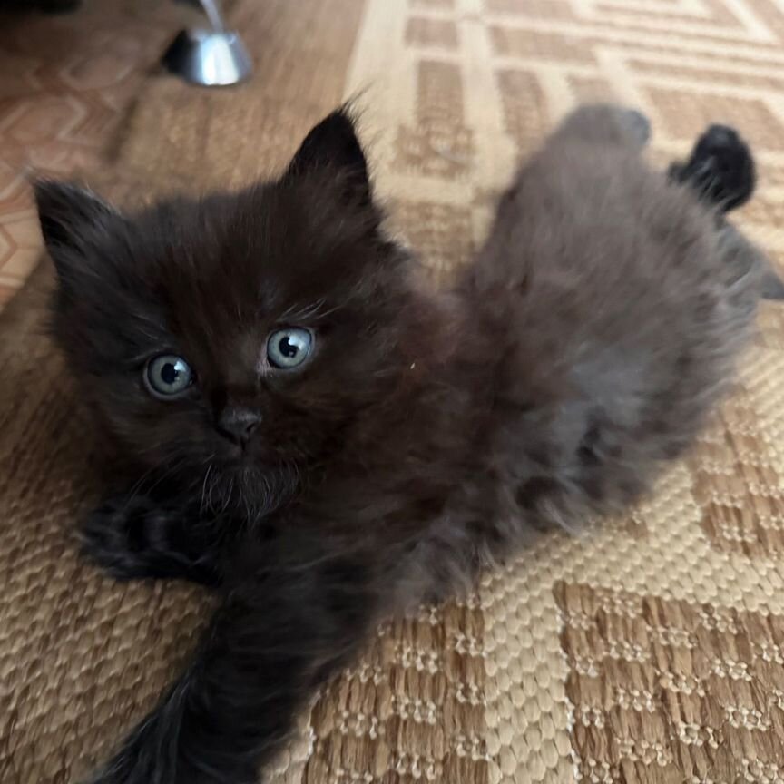 Котёнок от частного владельца