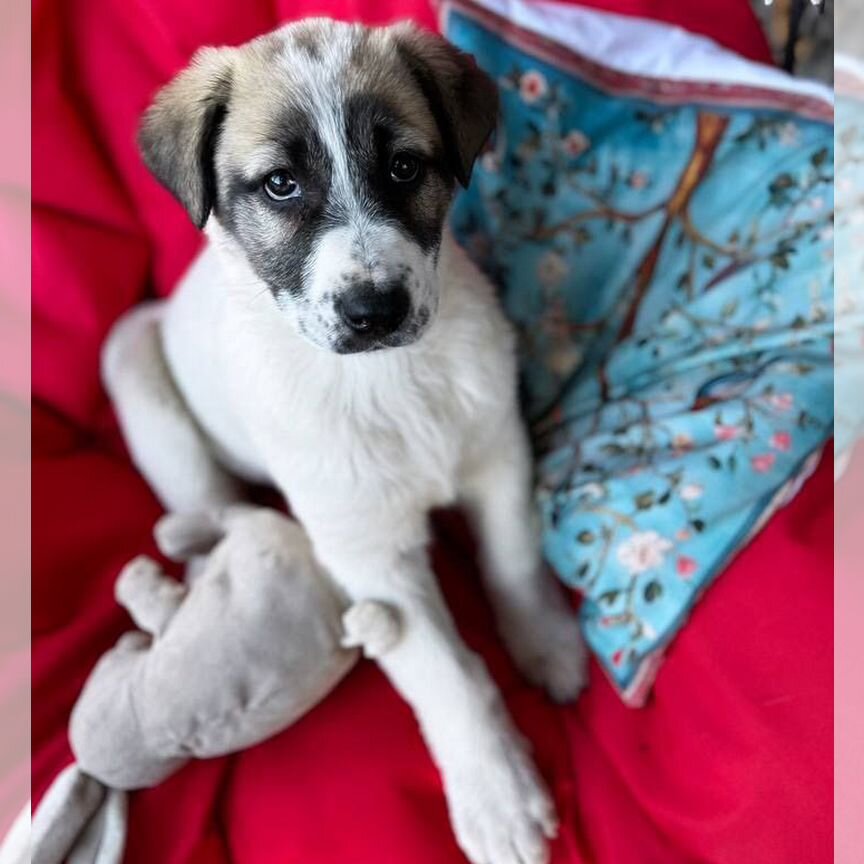 Щенок в добрые руки