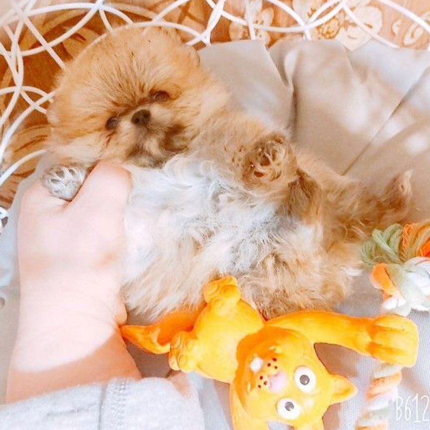 Померанский шпиц, щенок