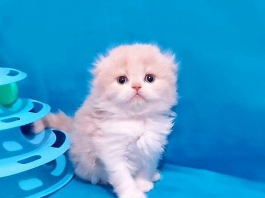 Вислоухий кремовый котик