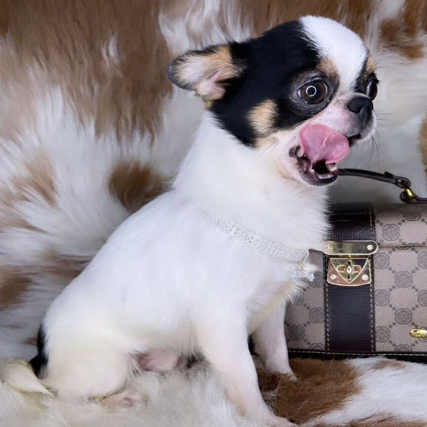 Взрослый Мальчик Чихуахуа