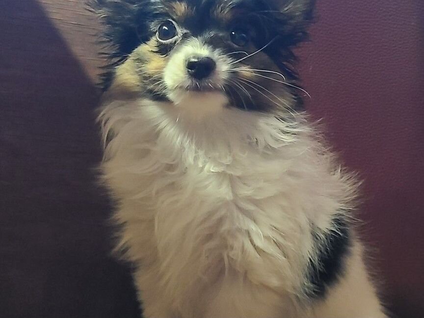 Прекрасная триколорная красоточка папийон с родосл