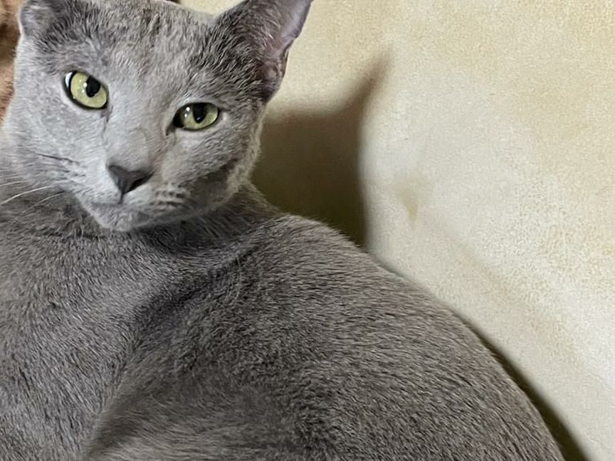 Русская голубая кошка