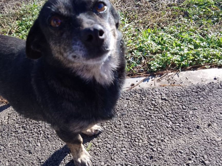 Собака в добрые руки отдам бесплатно