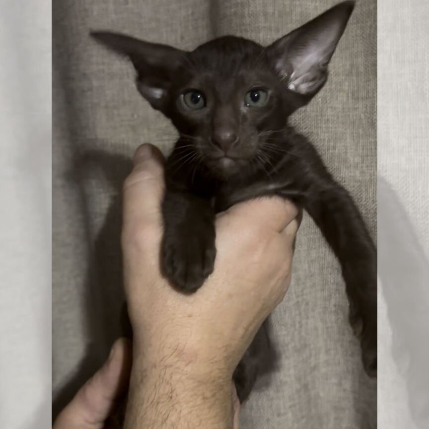 Ориентальный котёнок