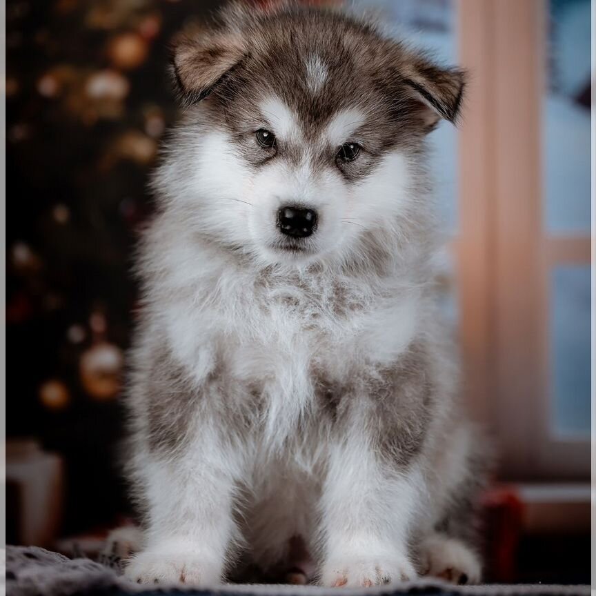 Аляскинский маламут, щенок