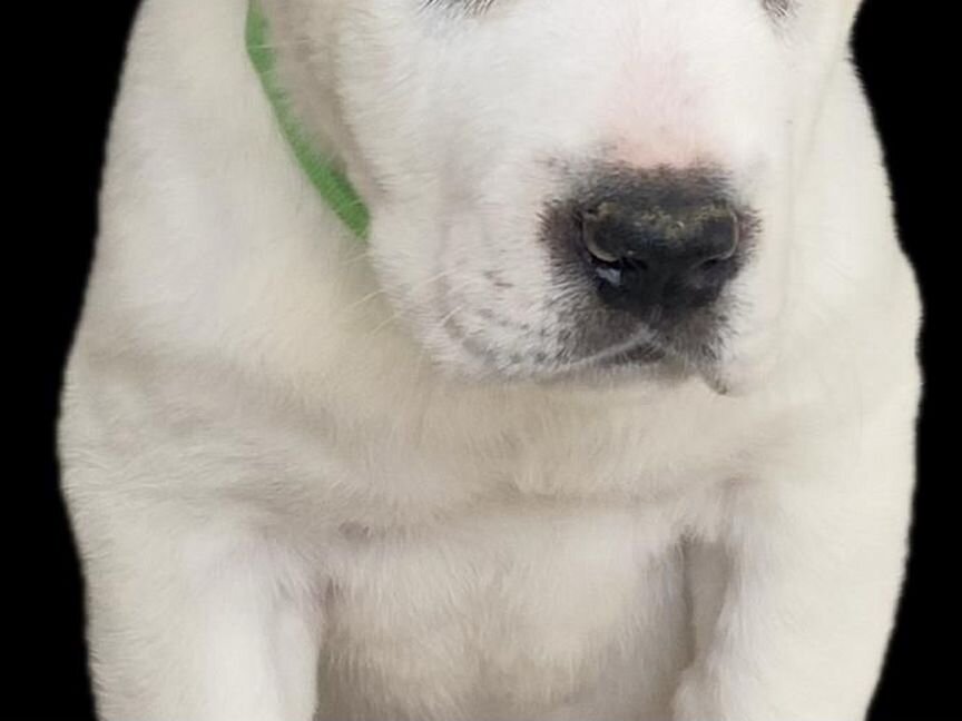 Щенки алабая