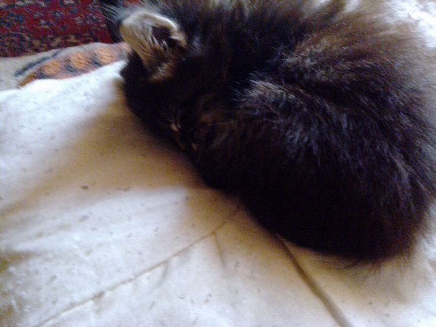 Котята вхорошиеруки