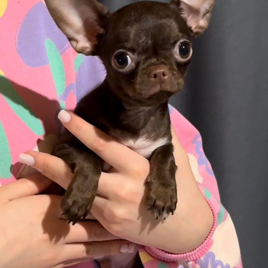 Шоколадный огонек