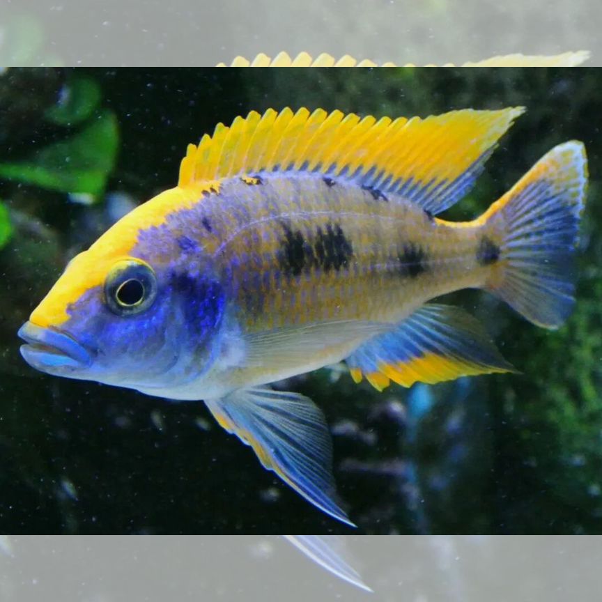 Отофаринкс литобатес - Otopharynx lithobates