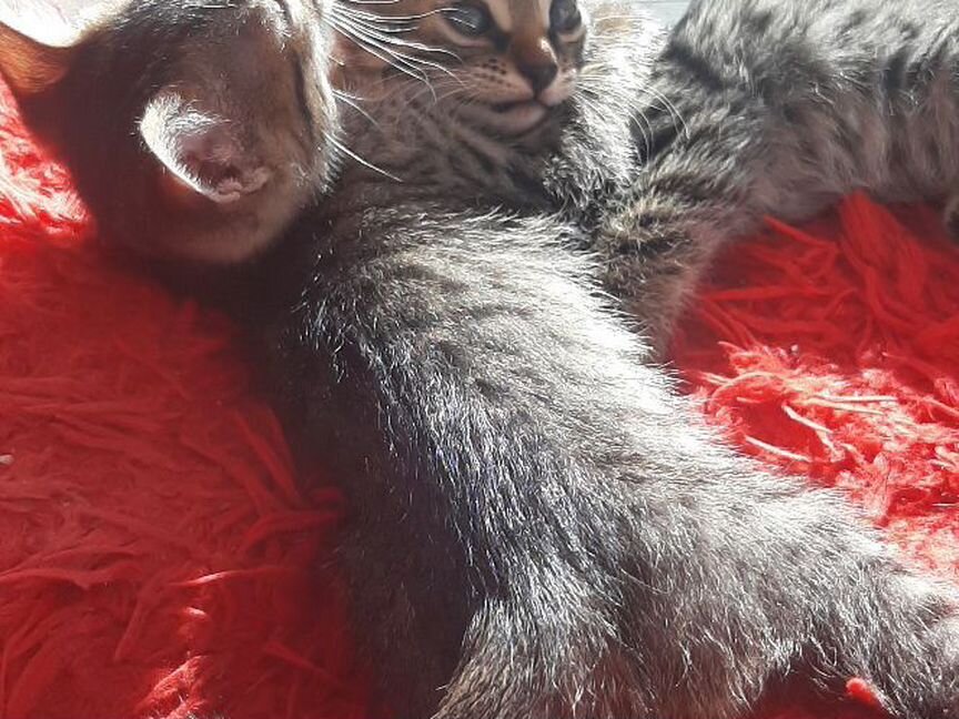 Котята в добрые руки бесплатно