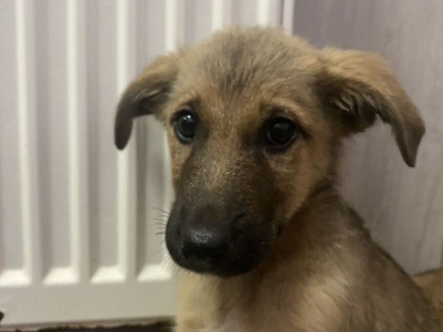 Щенок. Выкинут с запиской