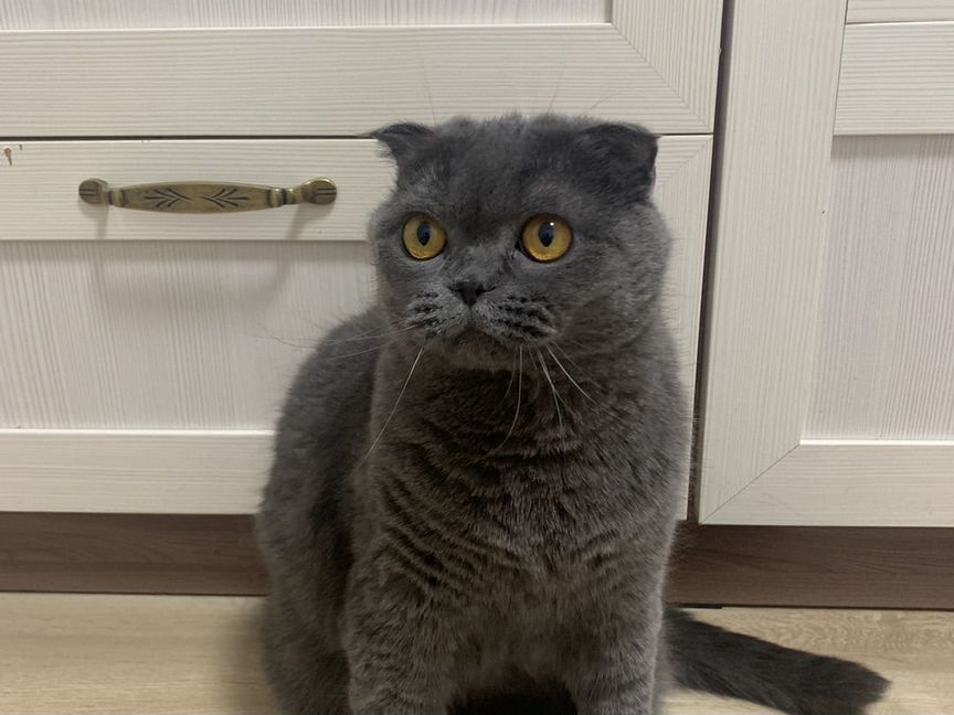 Вислоухий кот