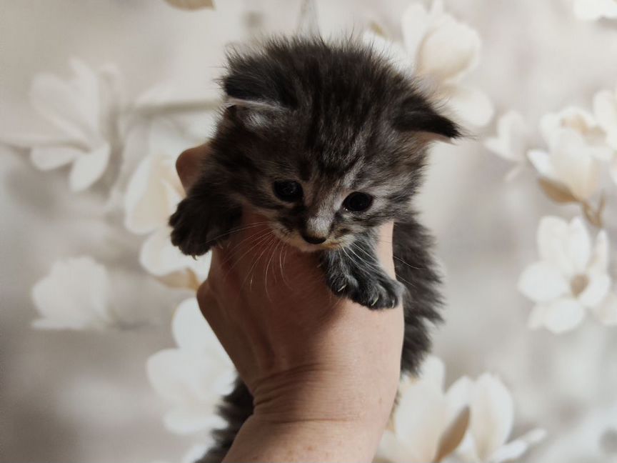 Котики курильского бобтейла