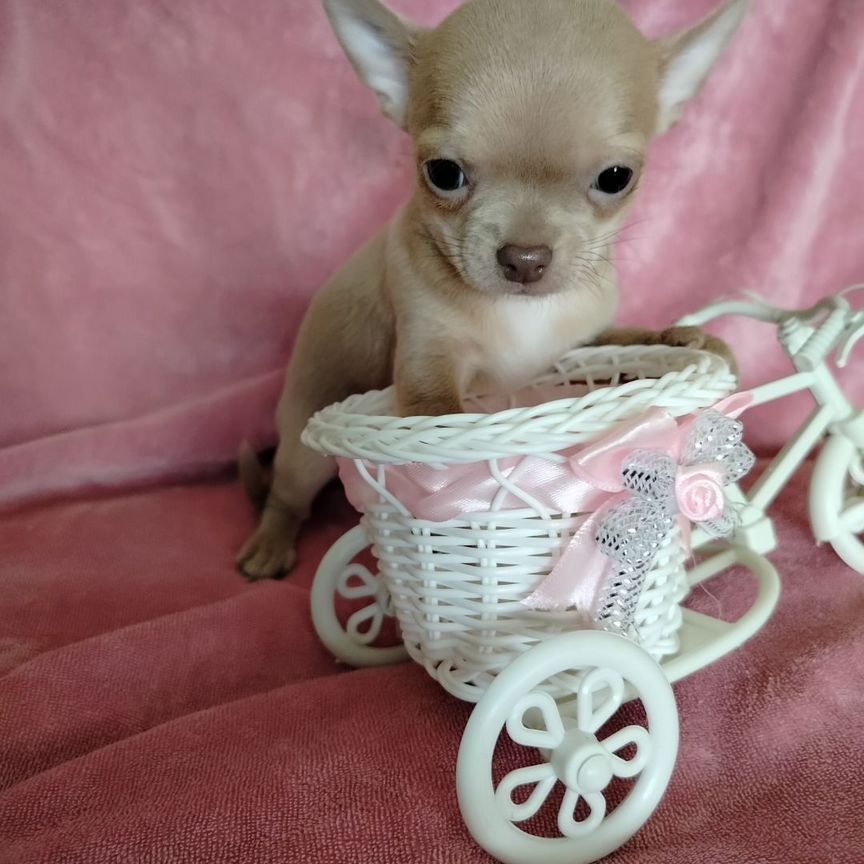 Щенки чихуахуа
