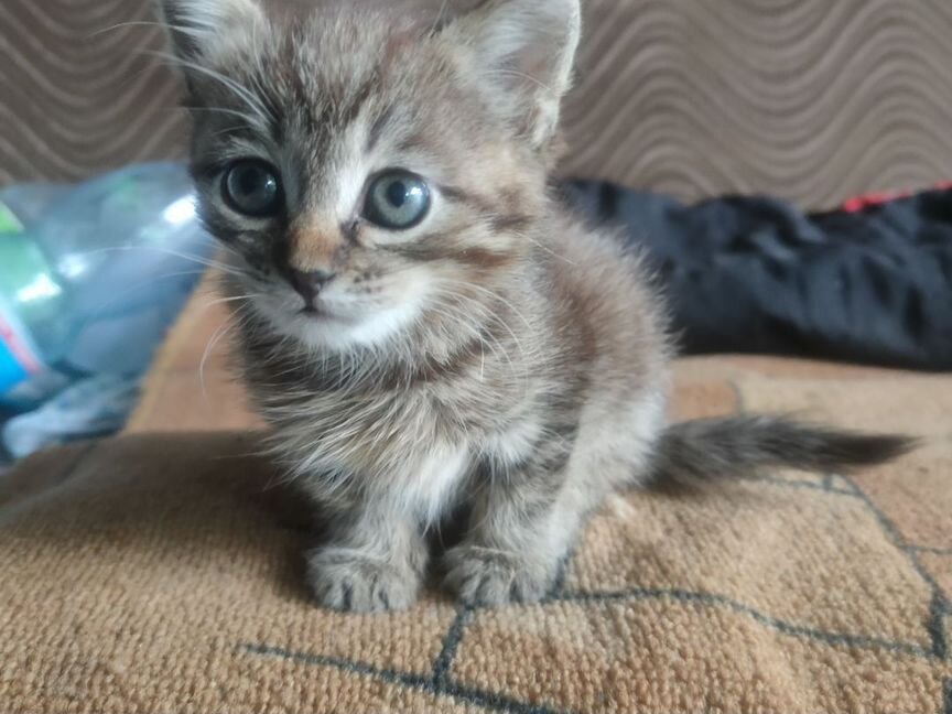 Манчкин