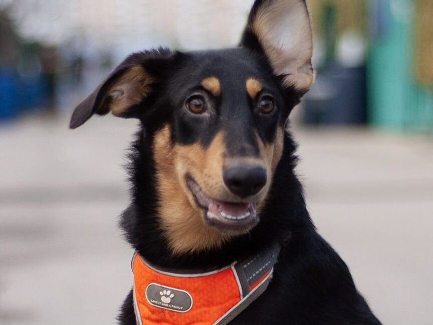 Щенок в добрые руки