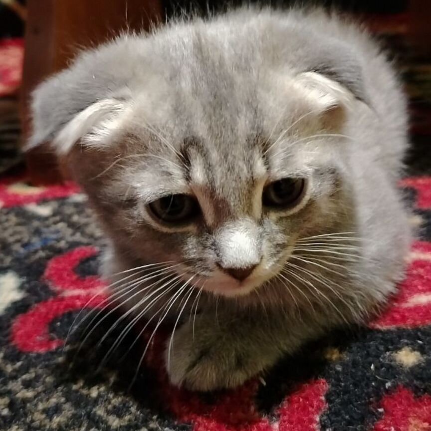 Котёнок от вислоухой кошки