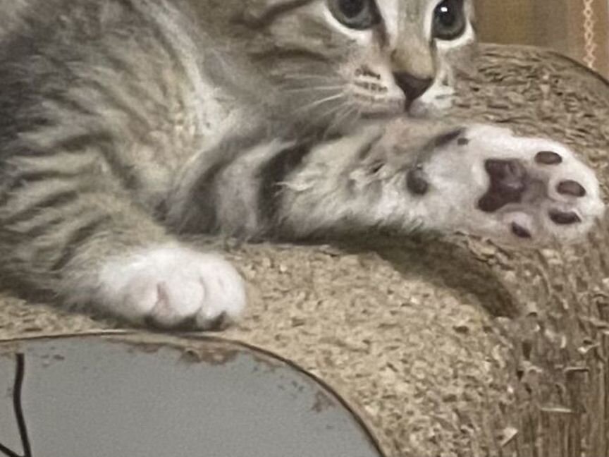 Котенок девочка табби