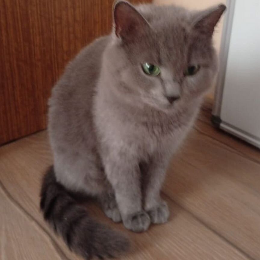 Умница кошка в дар