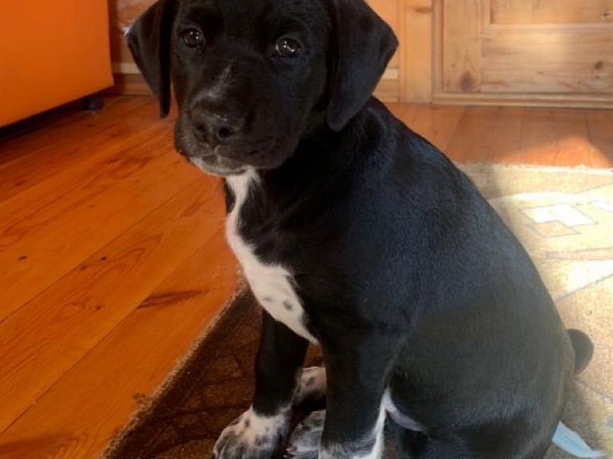 Щенок в добрые руки