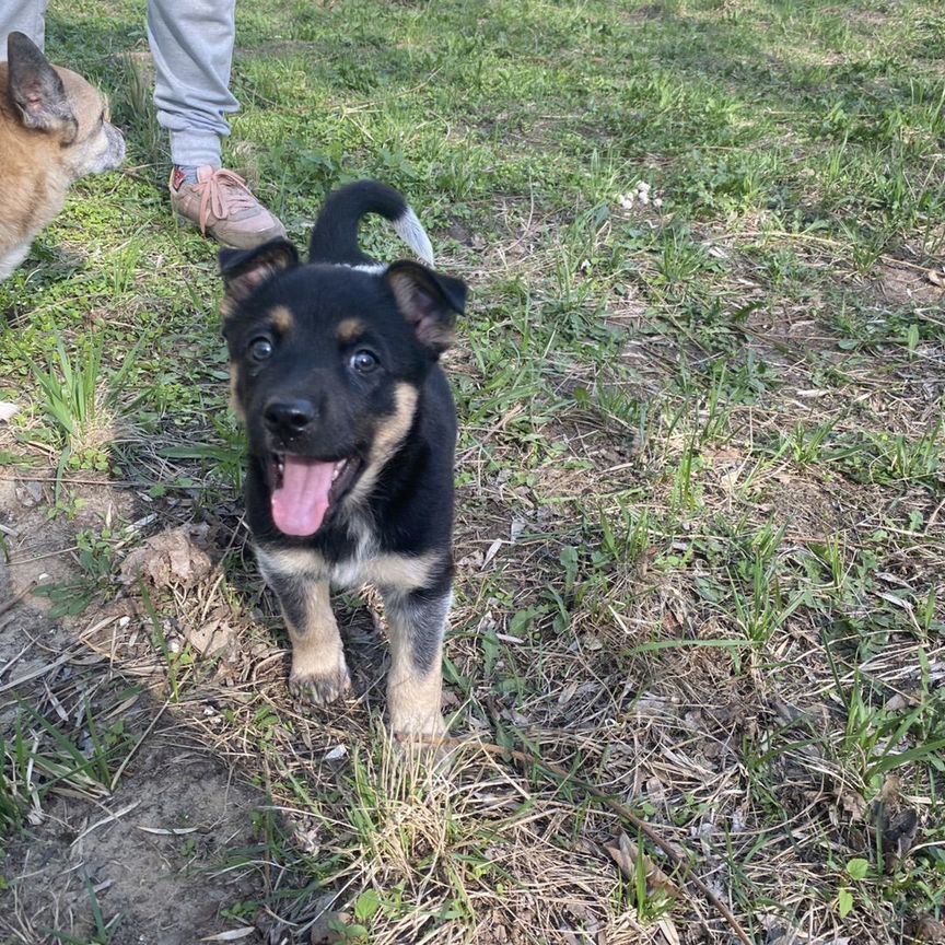 Щенок в добрые руки