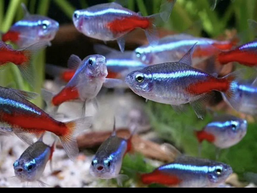 Аквариумные рыбки