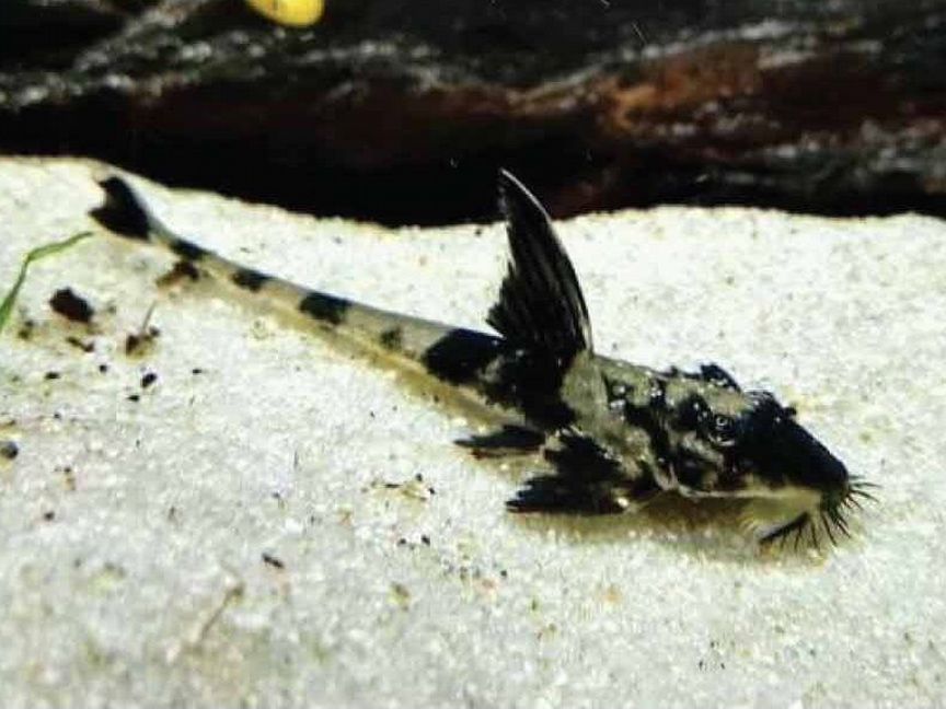 Лорикария королевская, лорикария красная