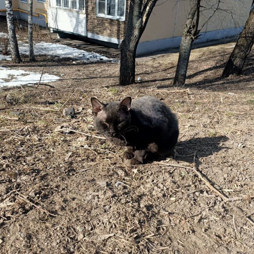 Розыск-Кот из приюта -розыск