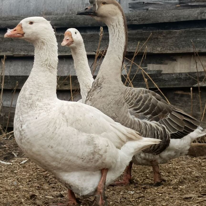 Семья гусей
