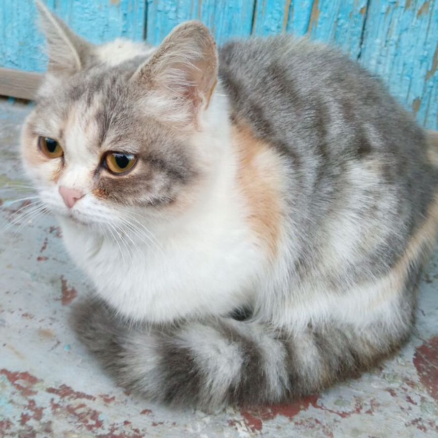 Кошки в добрые руки бесплатно