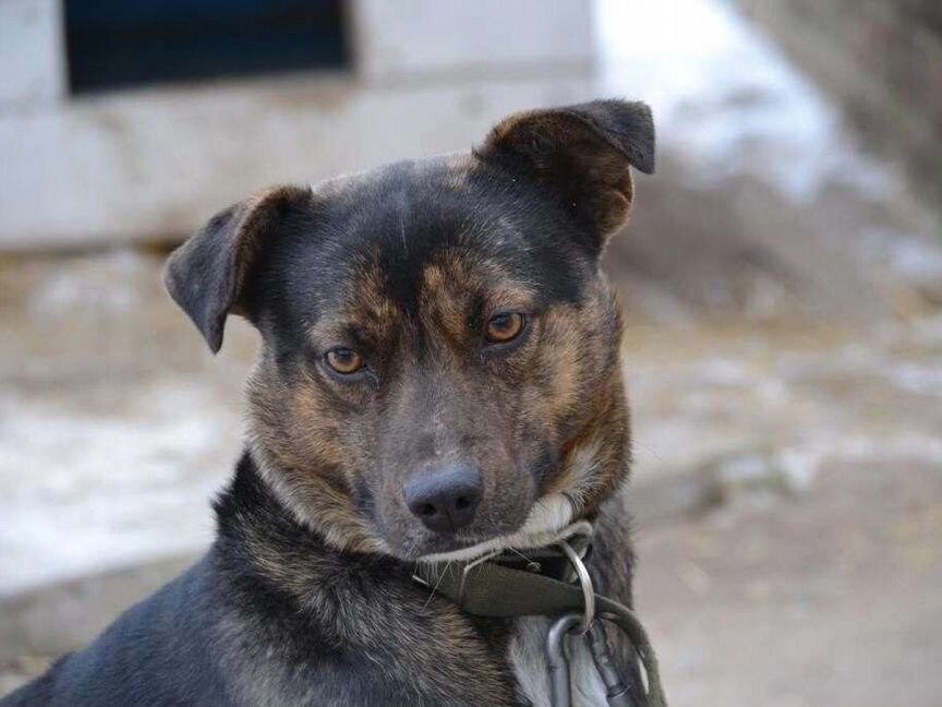 Собака Альбочка