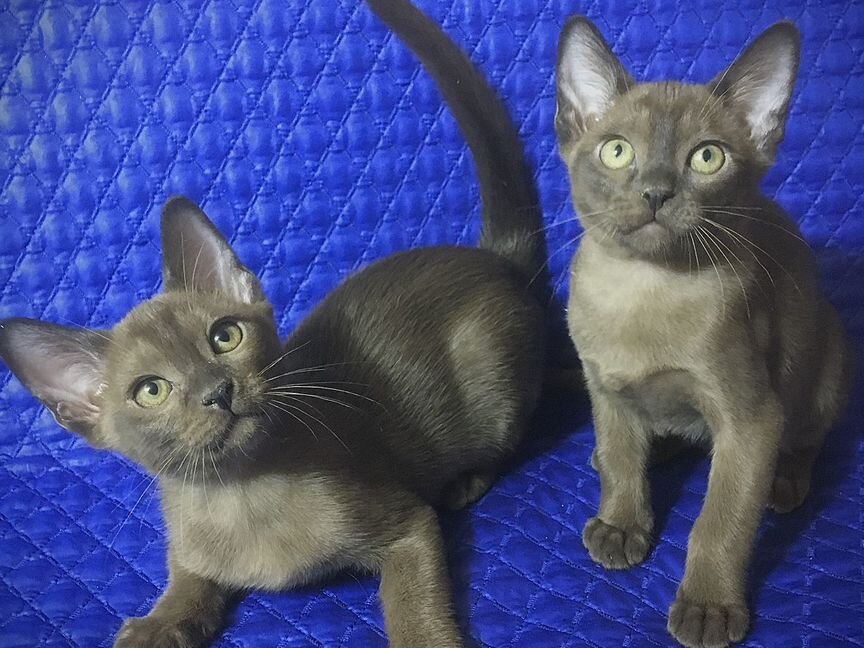 Европейская Бурма - котята