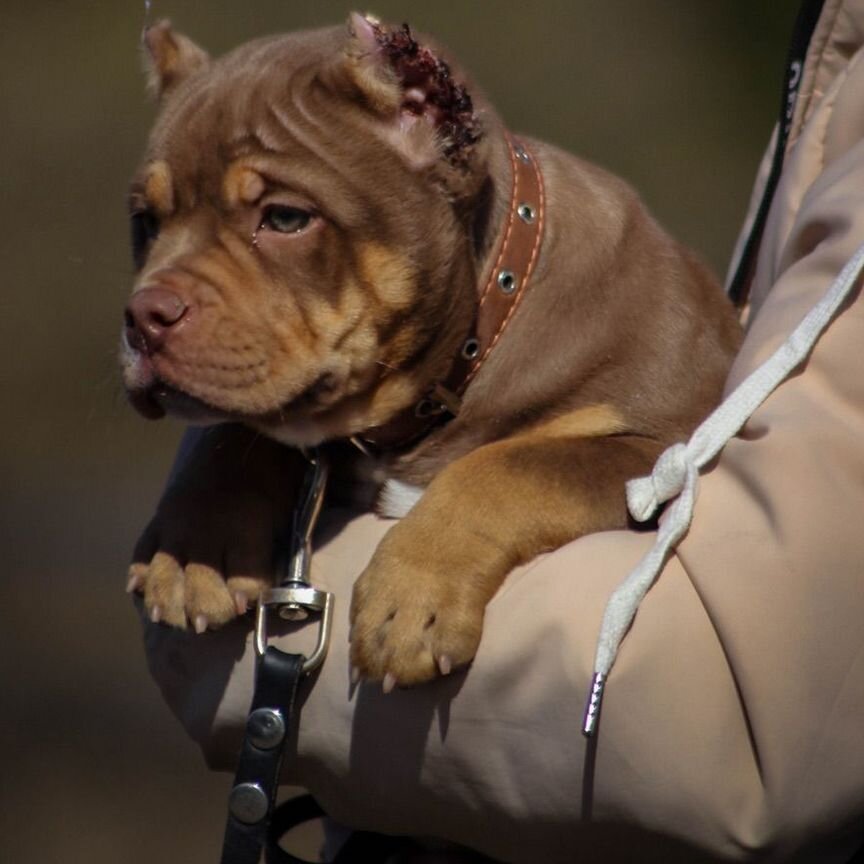 Американский булли, щенок