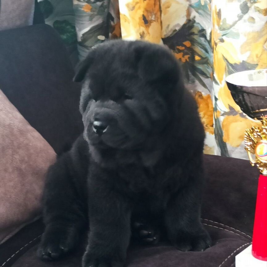 Щенки чау не