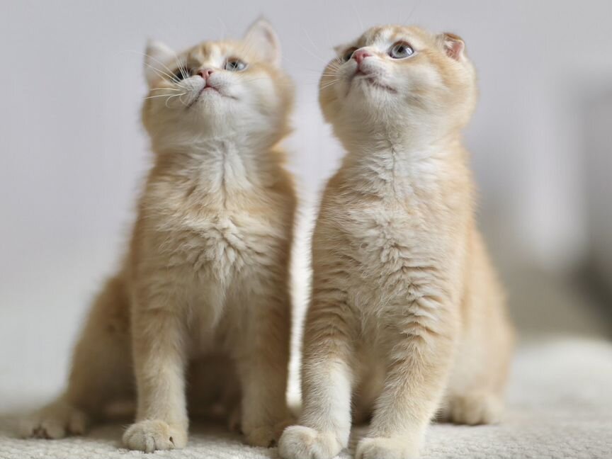 Шотландский вислоухий котенок