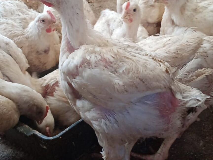 Бройлеры. Птица в наличии
