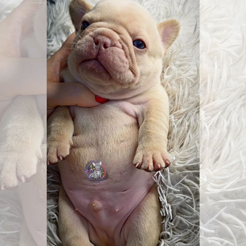 Французский бульдог, щенок