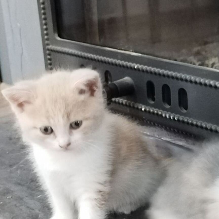 Шотландская прямоухая котята